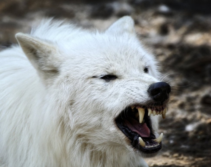 Serious Facts You Must Know About The White Snow Wolf