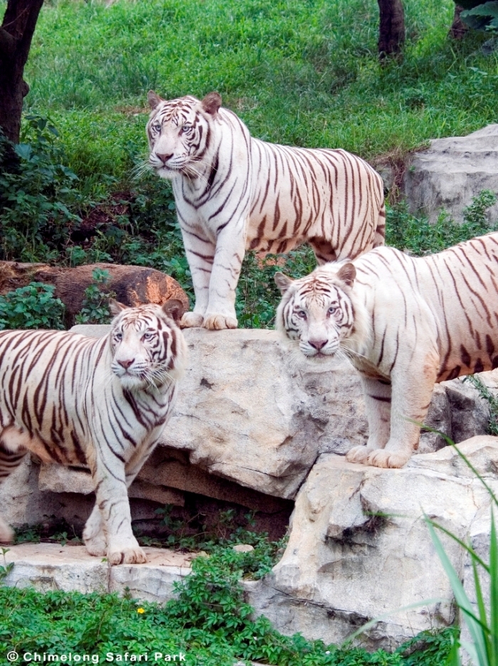 Why Are These Rare & Weird Tigers White?