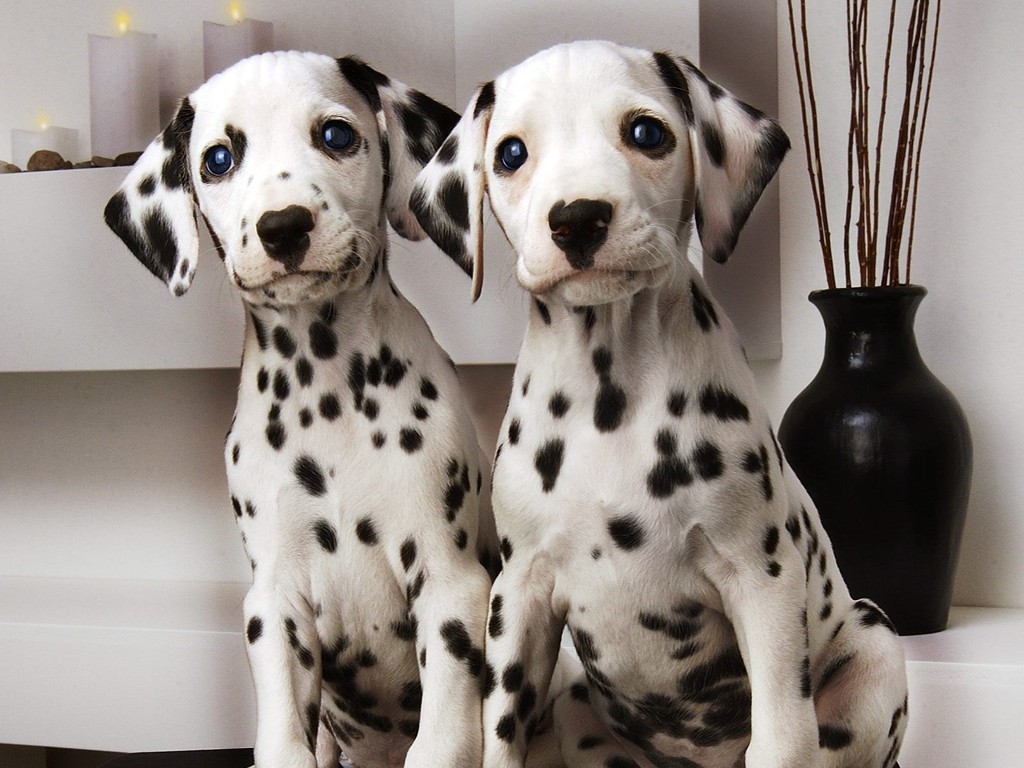 10 Uses for the Dalmatian Dog, What Are They? – Pouted Magazine
