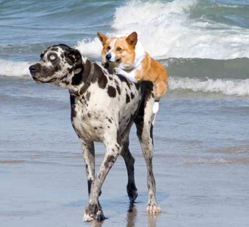 10 Uses for the Dalmatian Dog, What Are They? – Pouted Magazine