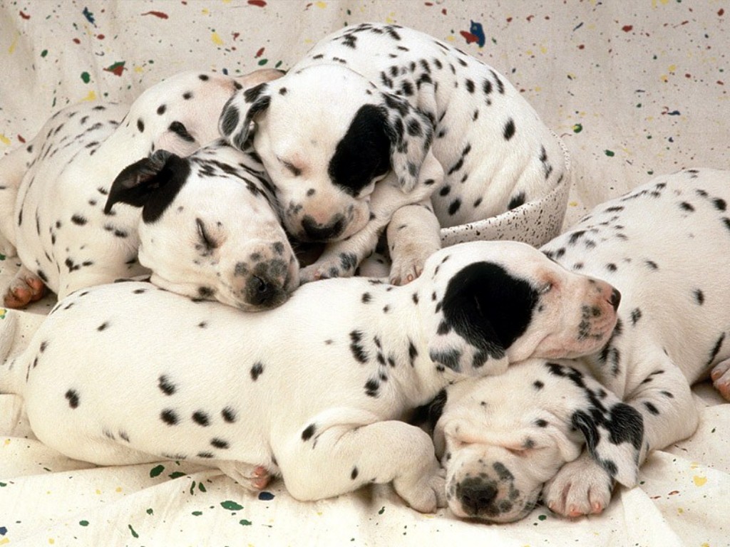 10 Uses For The Dalmatian Dog, What Are They?