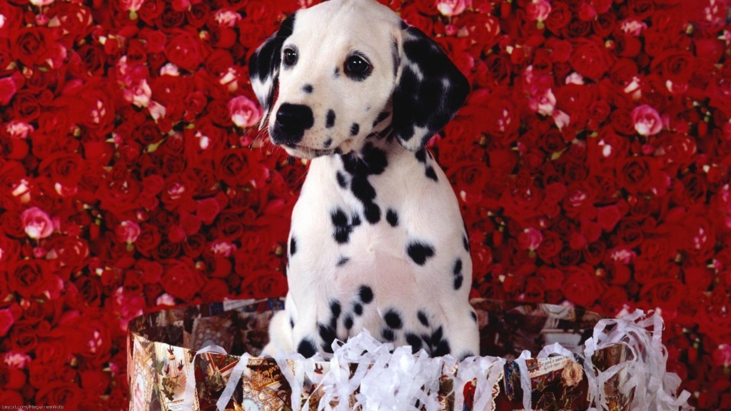 10 Uses for the Dalmatian Dog, What Are They?