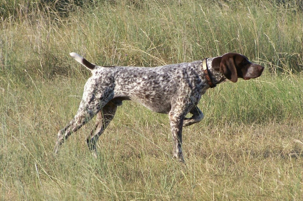 7 Exciting Pointer Dog Breed Facts “The Perfect Choice for Hunters”