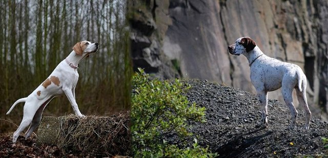 7 Exciting Pointer Dog Breed Facts “The Perfect Choice for Hunters”