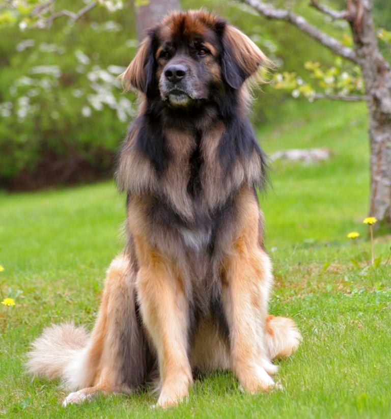 5 Hottest Facts About Giant Leonberger Dog “The New Lion” – Pouted ...