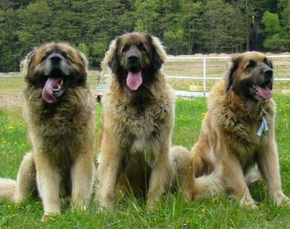 5 Hottest Facts About Giant Leonberger Dog “The New Lion” – Pouted ...