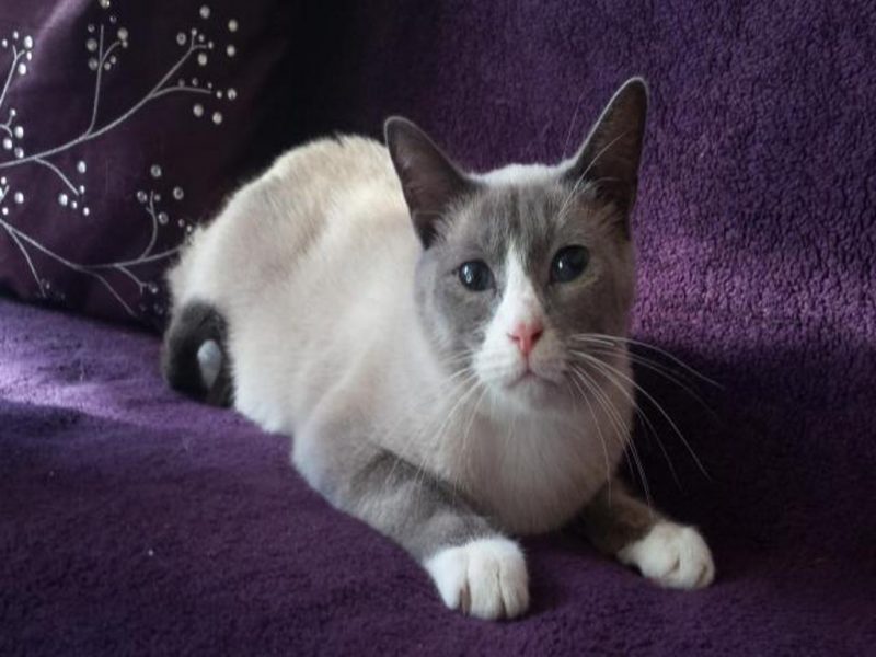 The Rare Snowshoe Cat & Its Unique Characteristics