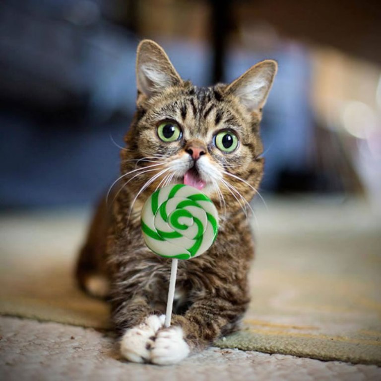 What Is The Secret Behind Lil Bub’s Unique Appearance?