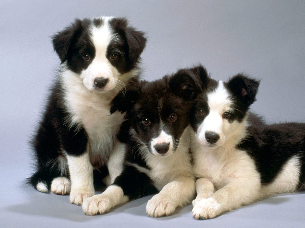 Why Is Collie Dog A Perfect Watchdog?