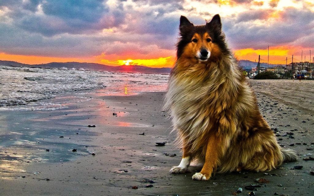 Why Is Collie Dog A Perfect Watchdog?