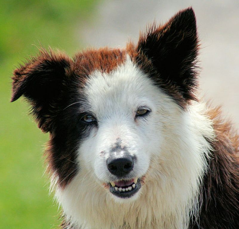 Why Is Collie Dog A Perfect Watchdog?