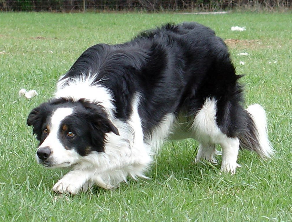 Why Is Collie Dog A Perfect Watchdog?