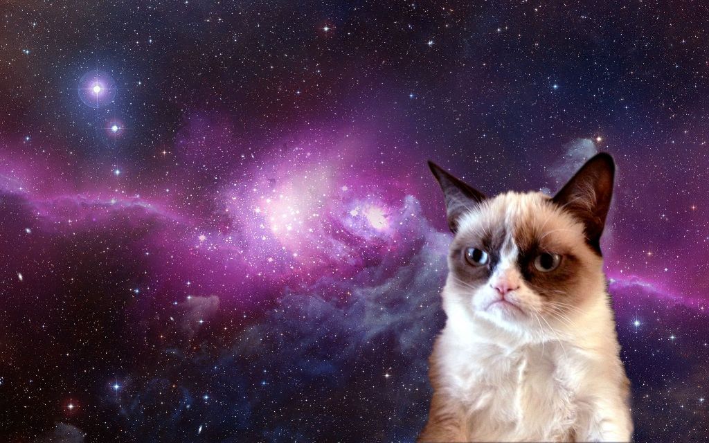 Why Is The Grumpy Cat Always Angry?