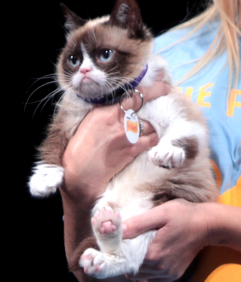 Why Is The Grumpy Cat Always Angry?
