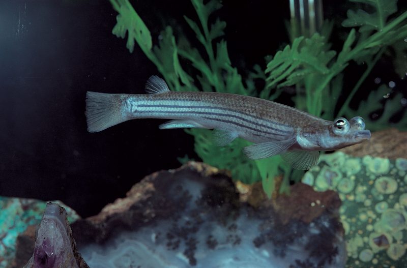 Animals With Incredible Eyes