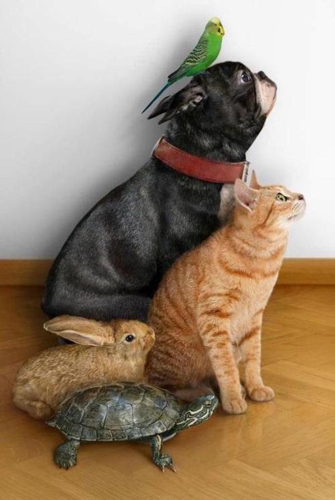 The Main Health Guide to Take Care of Your Pets