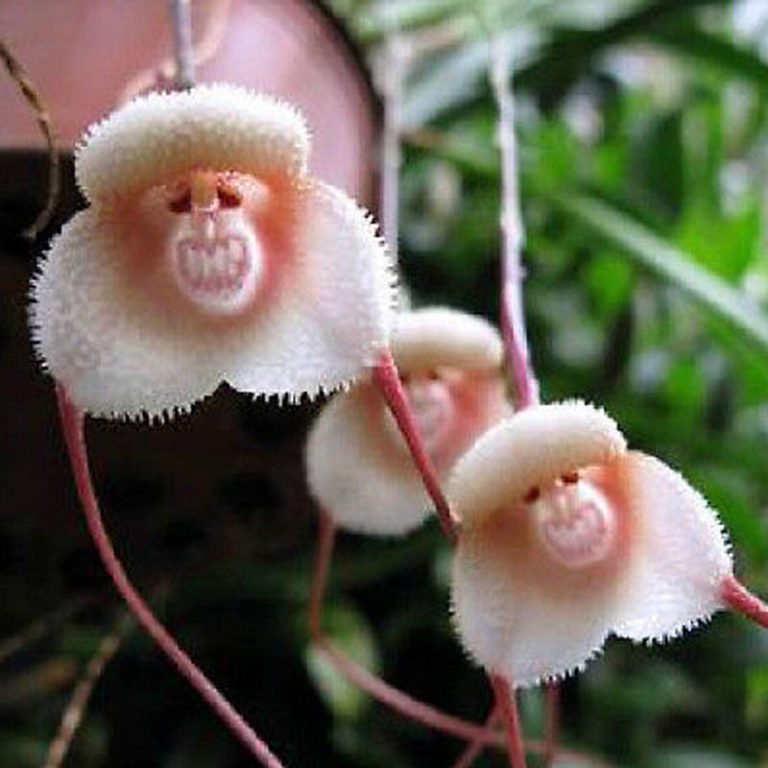 Top 10 Crazy Looking Flowers That Will Surprise You ...