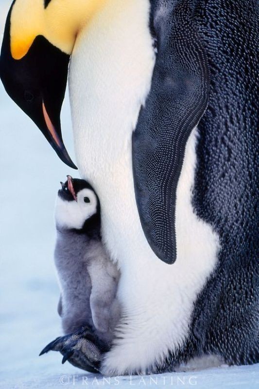 78+ Heart-touching Photos Of Mothers And Their Babies