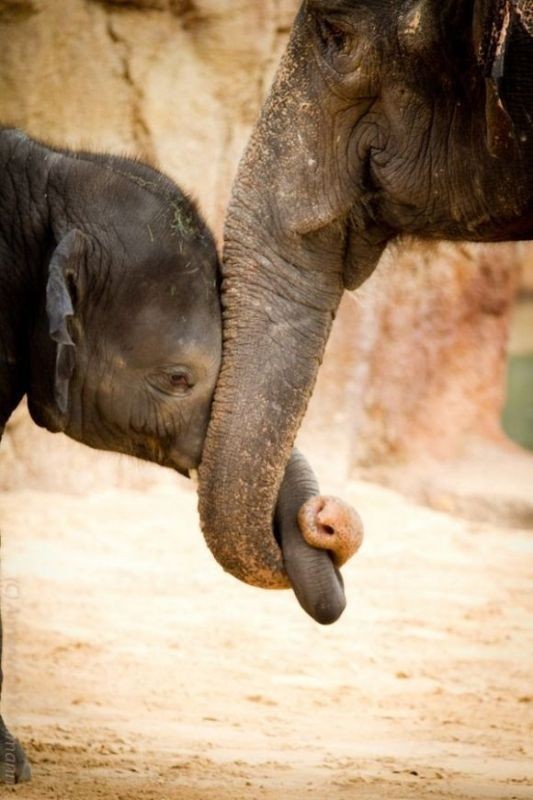 78+ Heart-touching Photos of Mothers and Their Babies