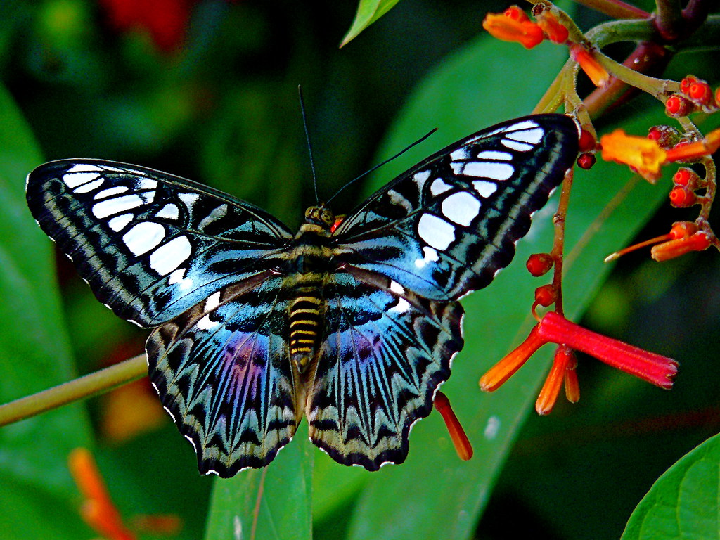 Top 10 Most Beautiful Colorful Butterflies Species