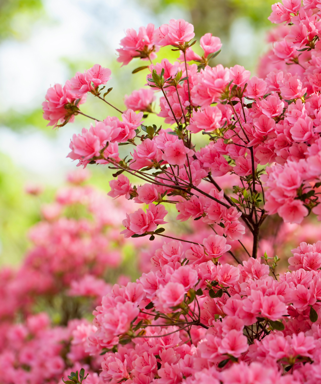 Best 30 Bright Colorful Flowers For Your Garden