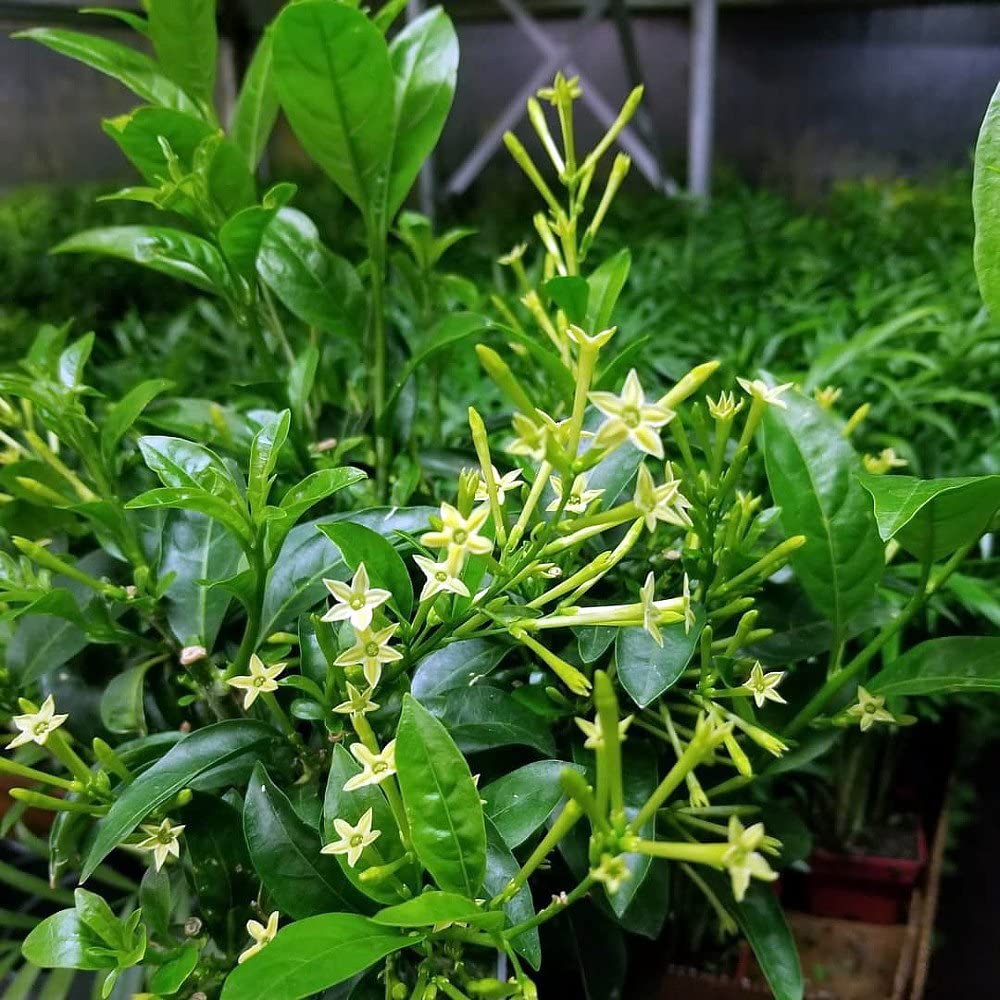 Top 10 Flowers That Bloom At Night