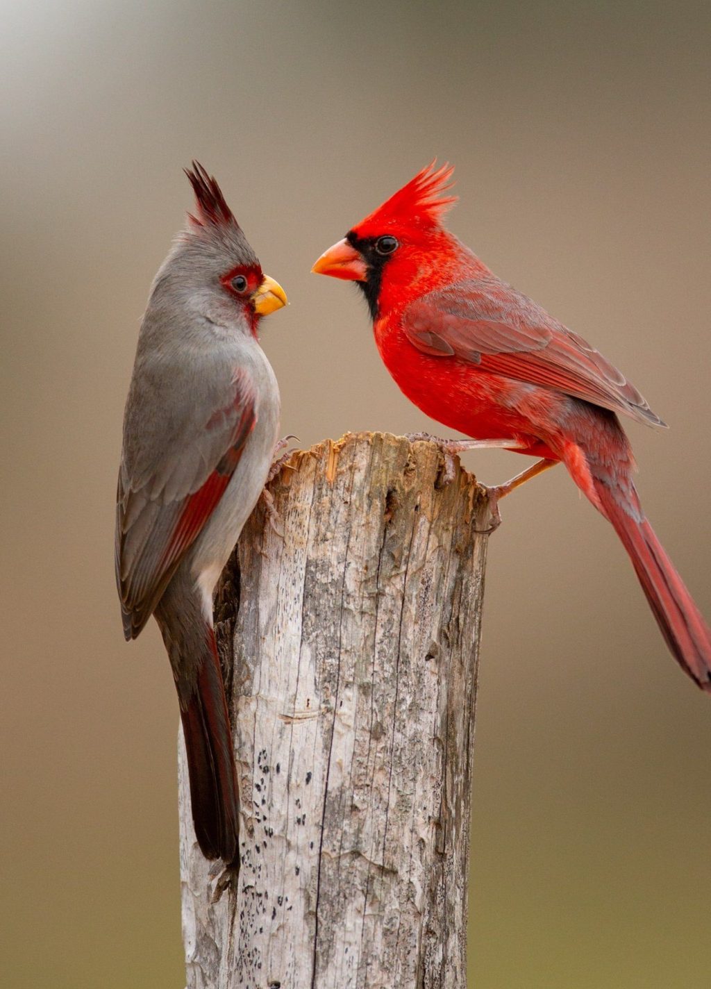 Top 20 Most Beautiful Colorful Birds In The World