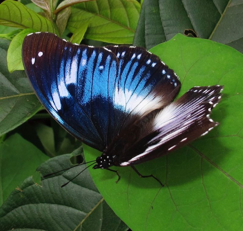 Top 10 Most Beautiful Colorful Butterflies Species
