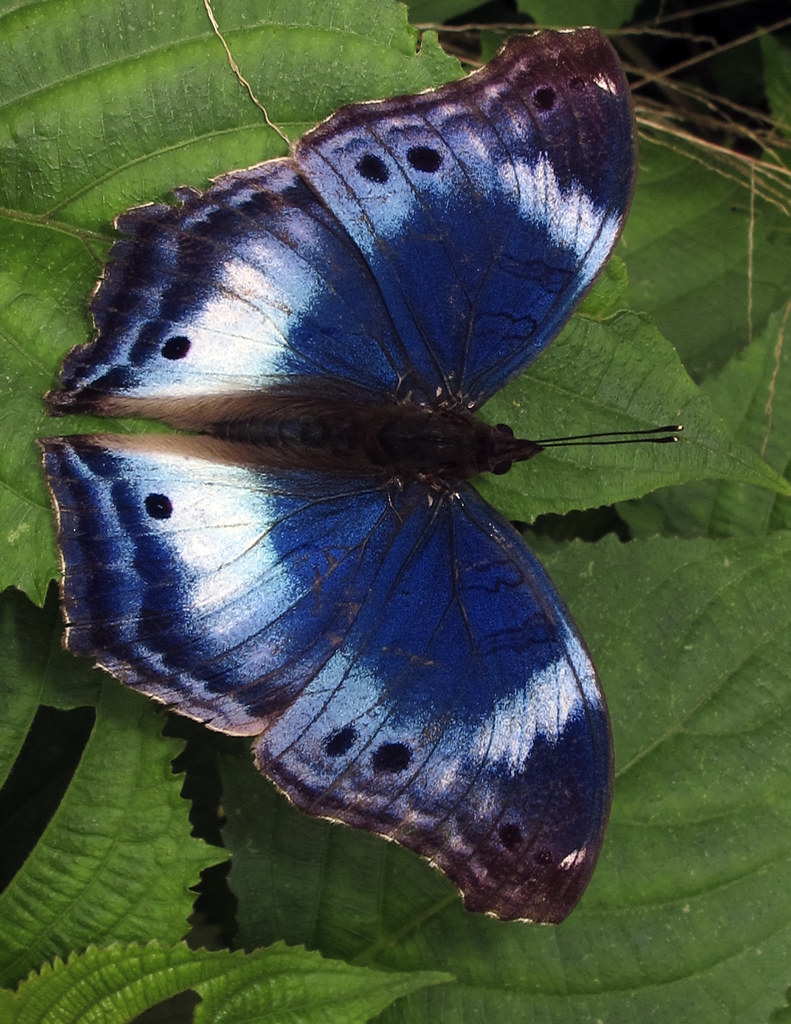 Top 10 Most Beautiful Colorful Butterflies Species