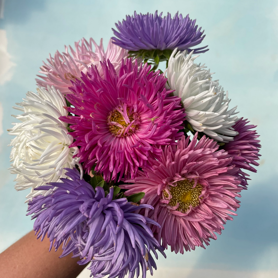 Ten Flowers That Look Like Fireworks