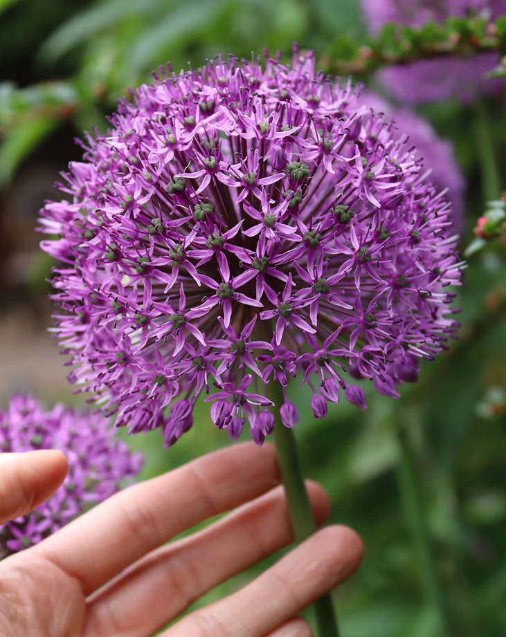 Top 10 Flowers That Represent Strength