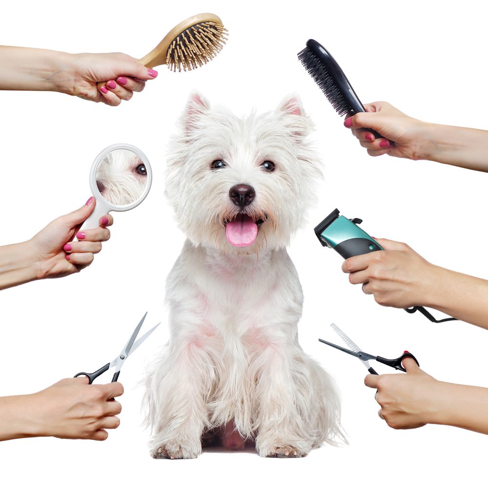 Essential Tips: How To Take Care Of Your Pet